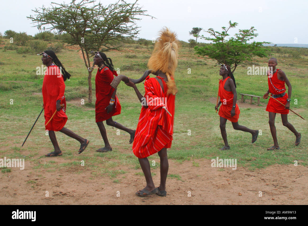 Maasai warriors perform a welcome tribal dance Masai Mara Kenya East ...
