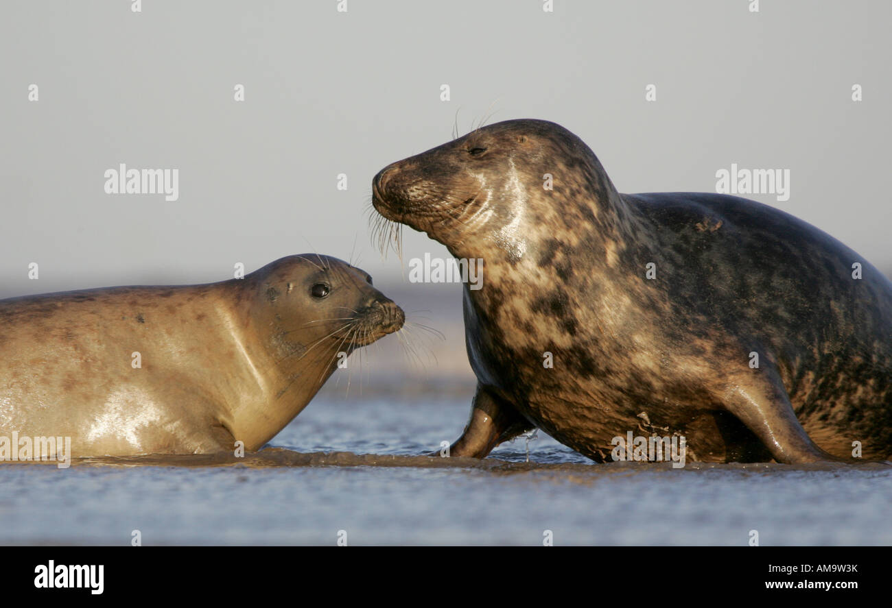 A pair of North Atlantic Grey Seals Stock Photo - Alamy
