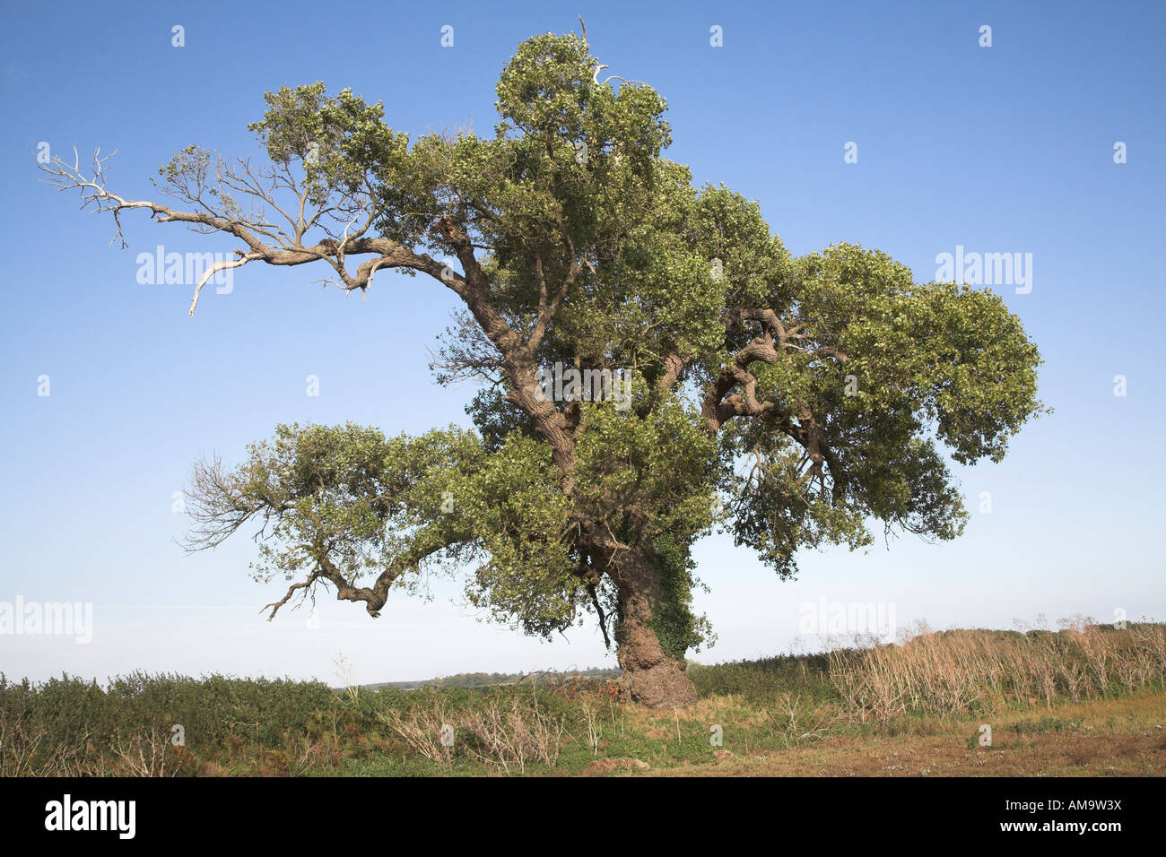 Poplar tree hi-res stock photography and images - Alamy
