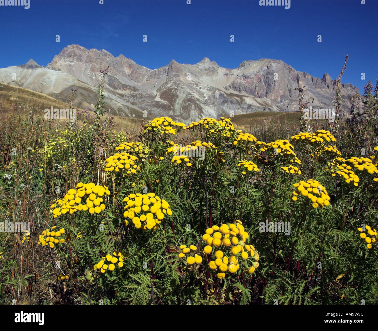 Yellow tansy flowers growing wild on the Col de Lauteret in the French ...