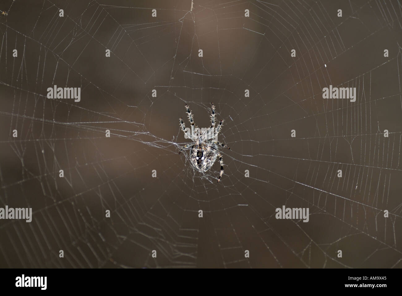 Spider Spinning a Web Stock Photo - Alamy