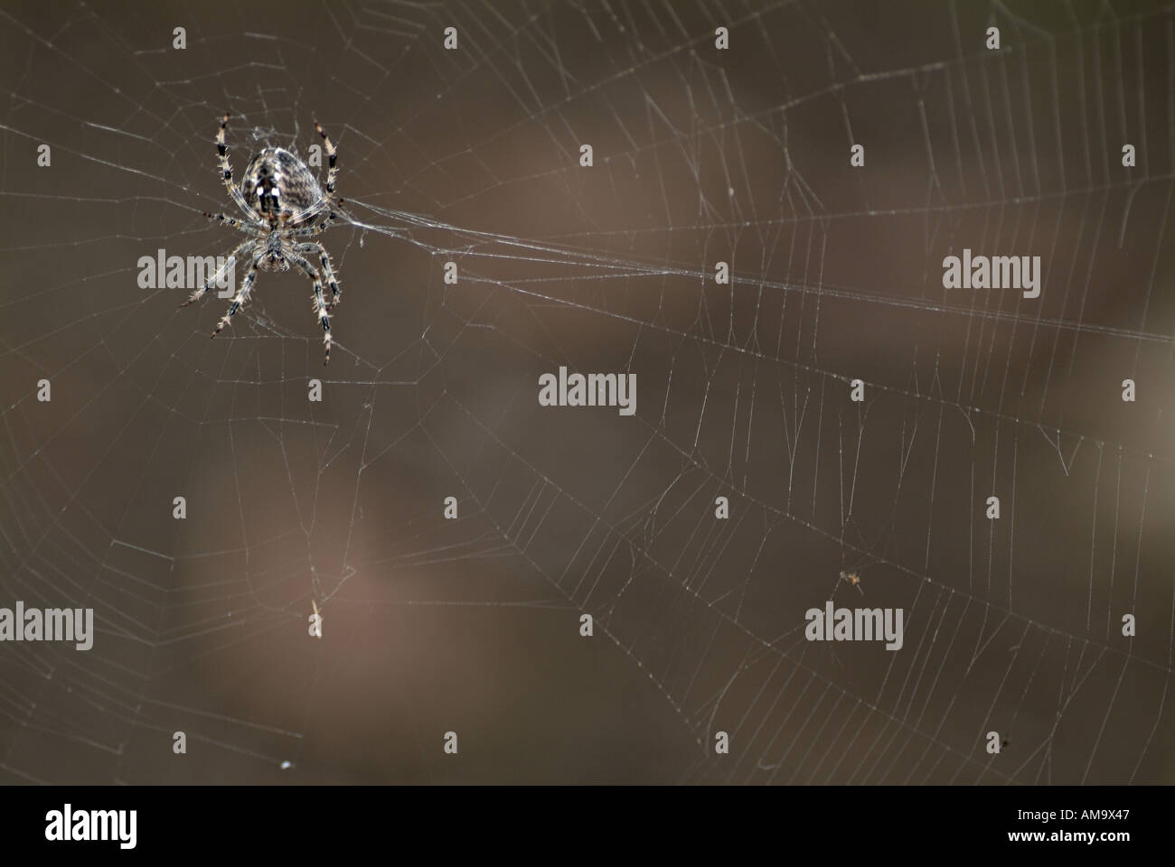 Spider Spinning a Web Stock Photo - Alamy