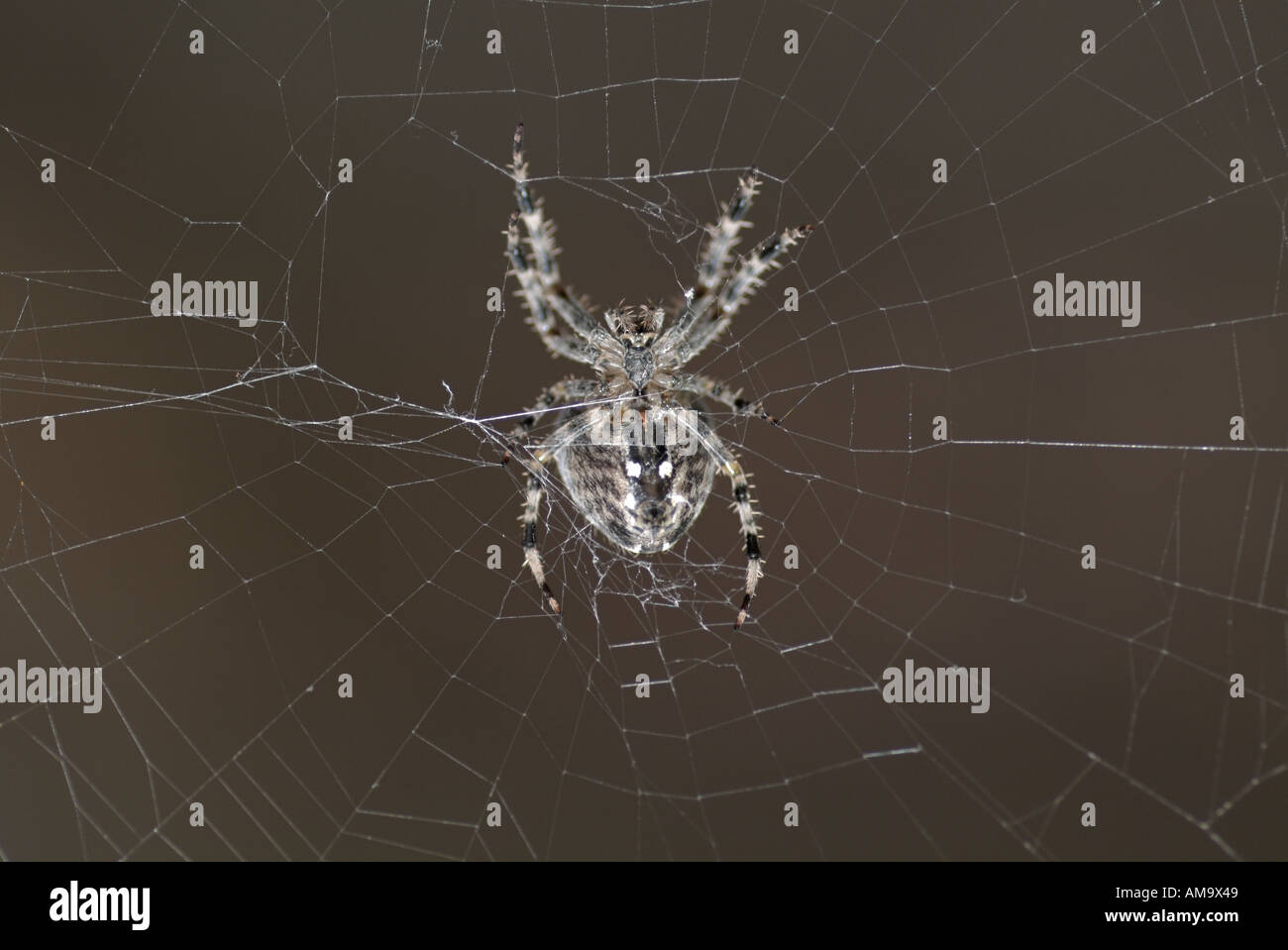 Spider Spinning a Web Stock Photo - Alamy
