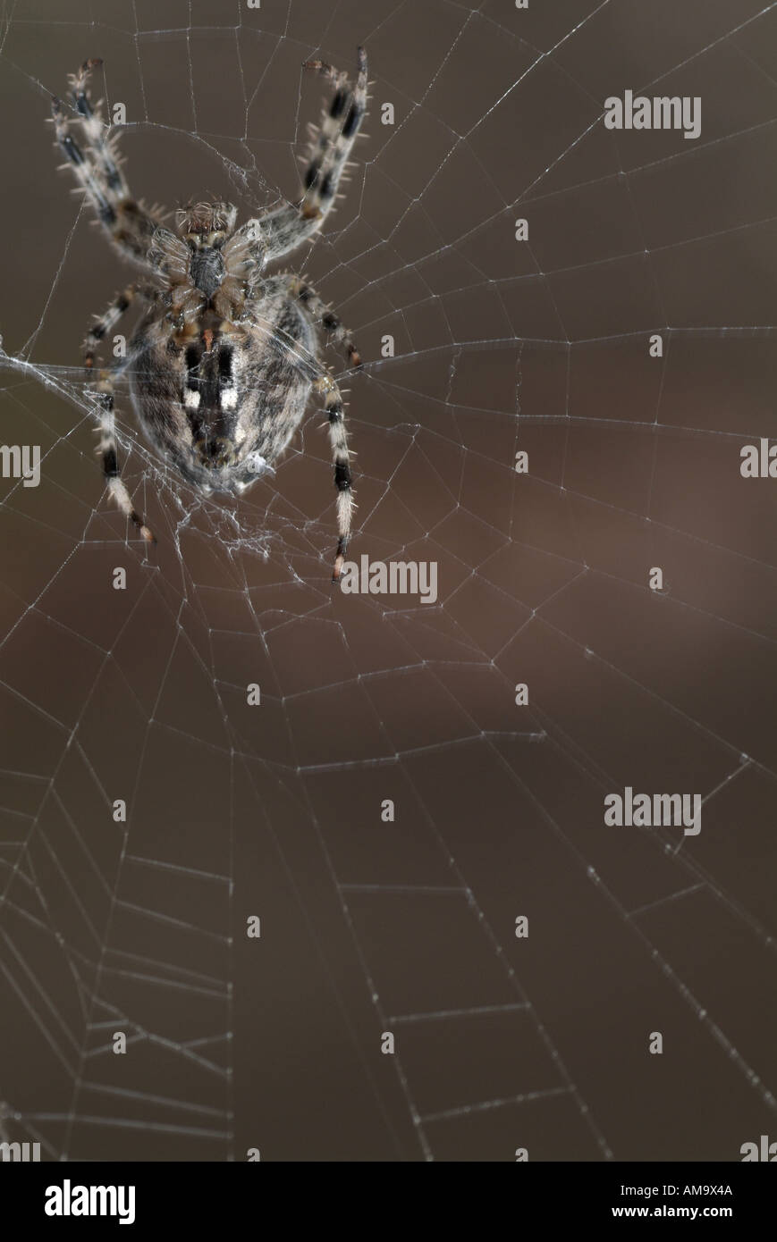 Spider Spinning a Web Stock Photo - Alamy