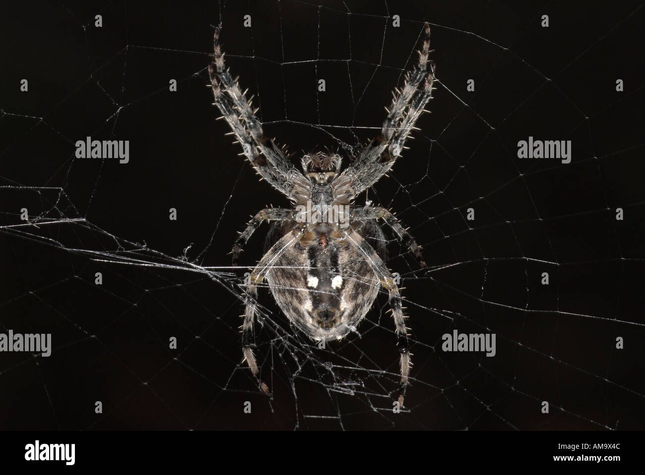 Spider Spinning a Web Stock Photo - Alamy