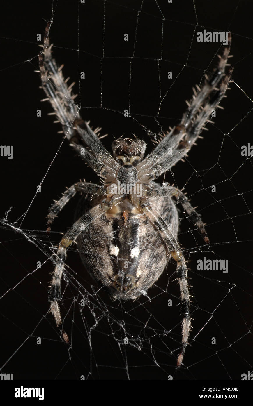 Spider Spinning a Web Stock Photo - Alamy