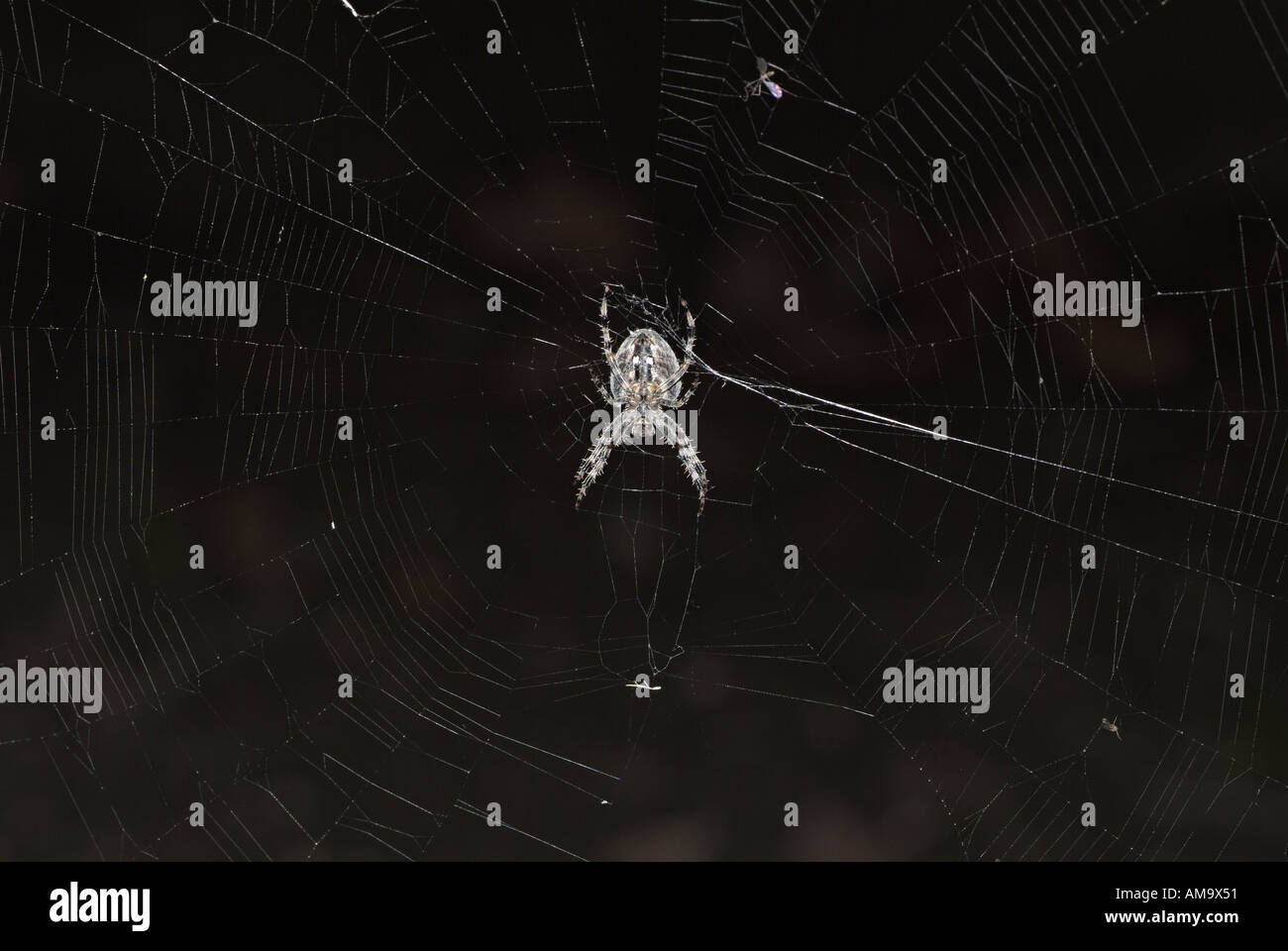 Spider Spinning a Web Stock Photo - Alamy