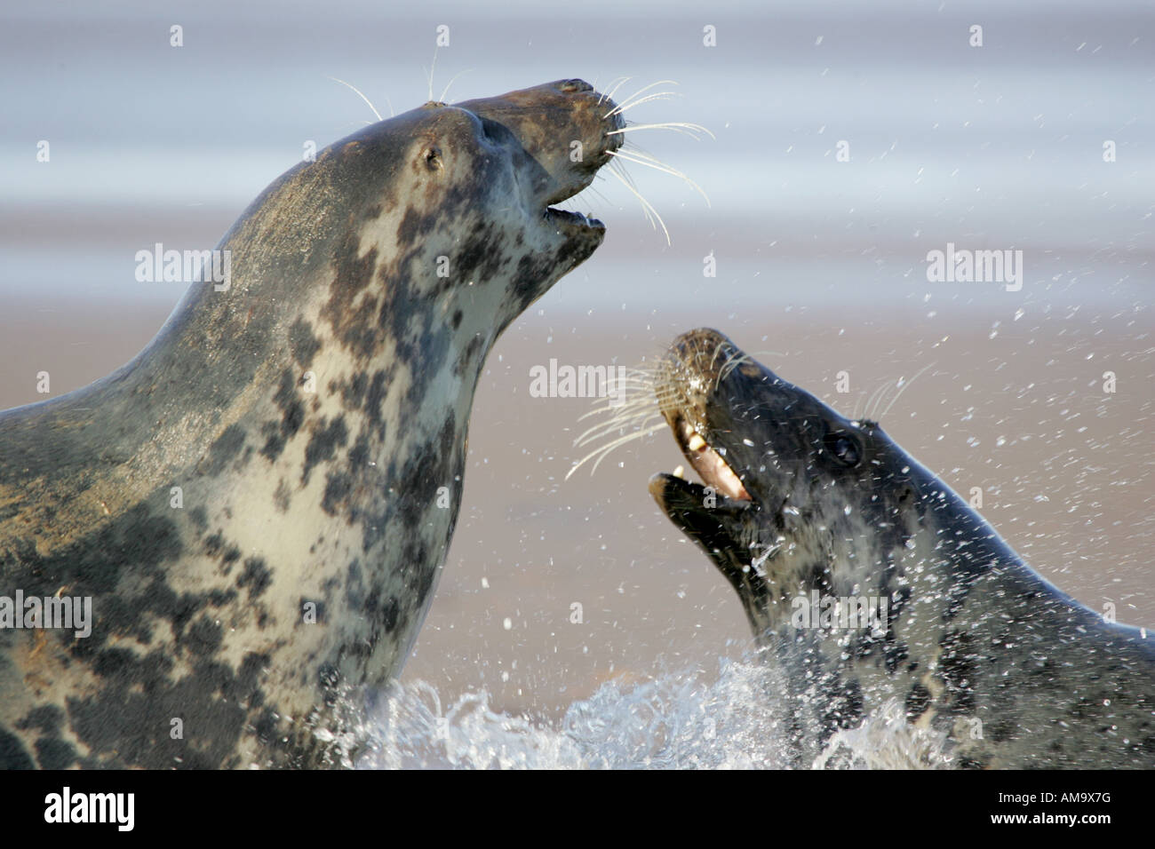 Bull island dublin seals hi-res stock photography and images - Alamy
