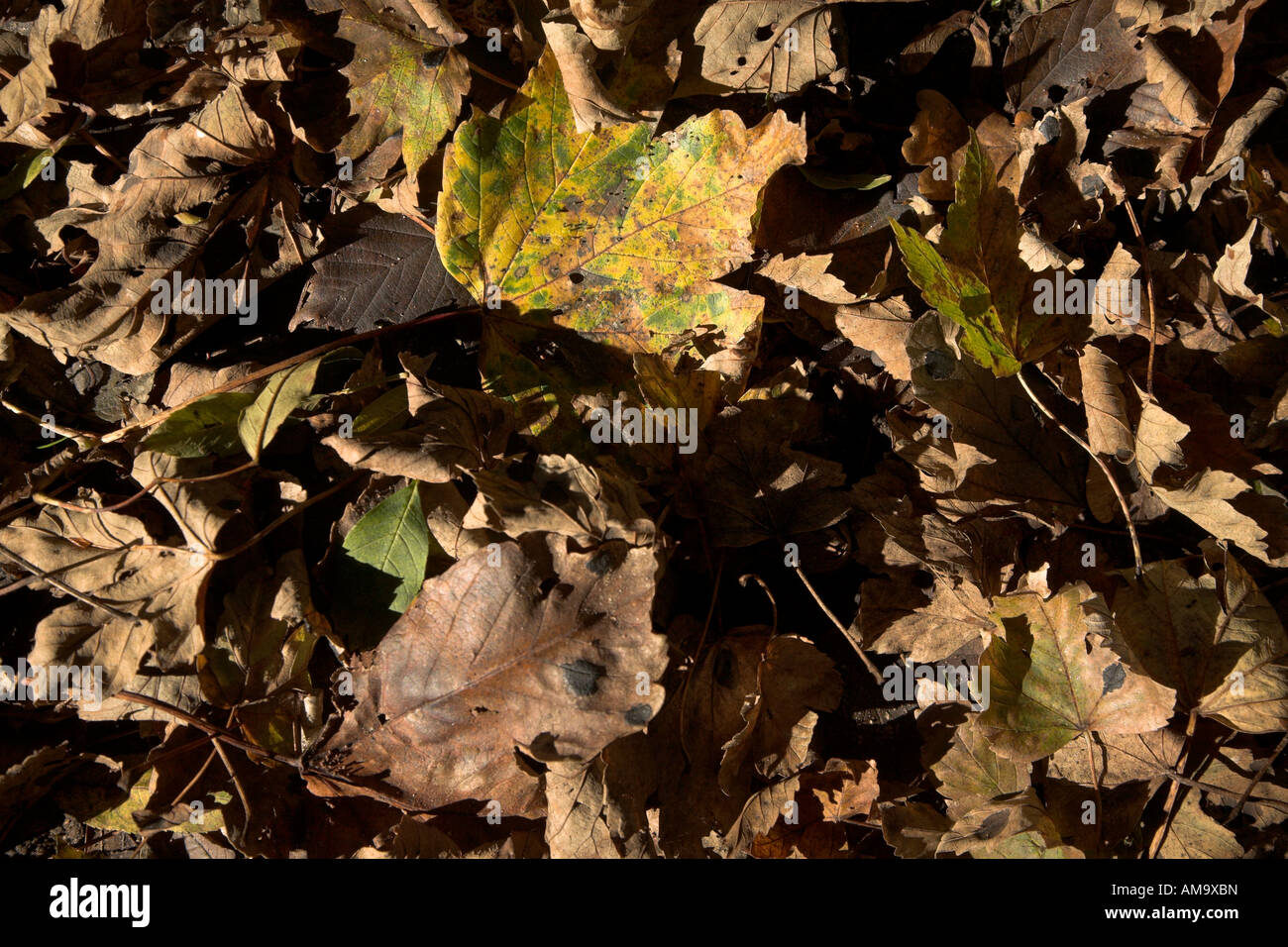 Leaf litter decaying in winter to create topsoil Stock Photo - Alamy