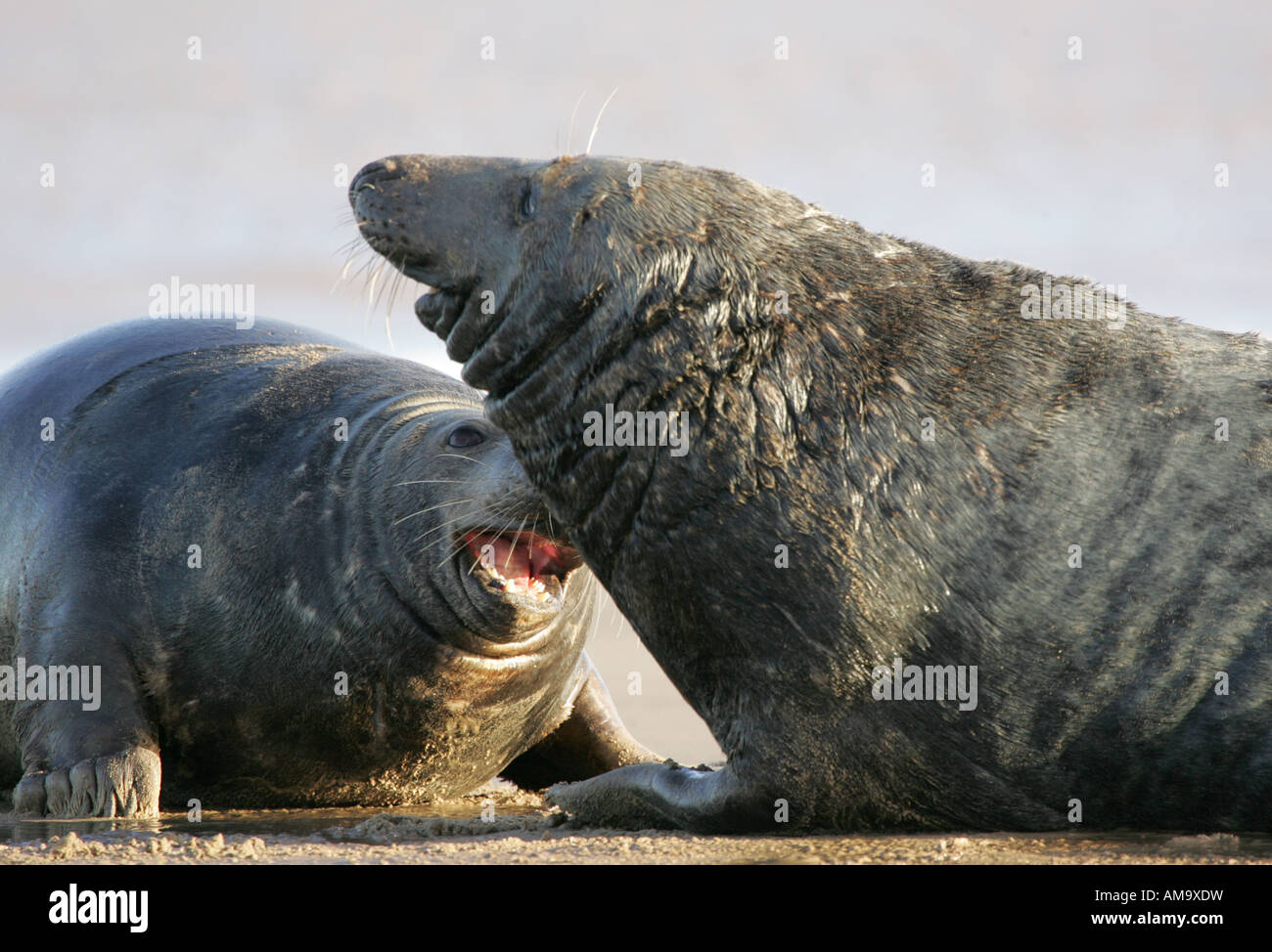 Grey Seals fighting Stock Photo - Alamy