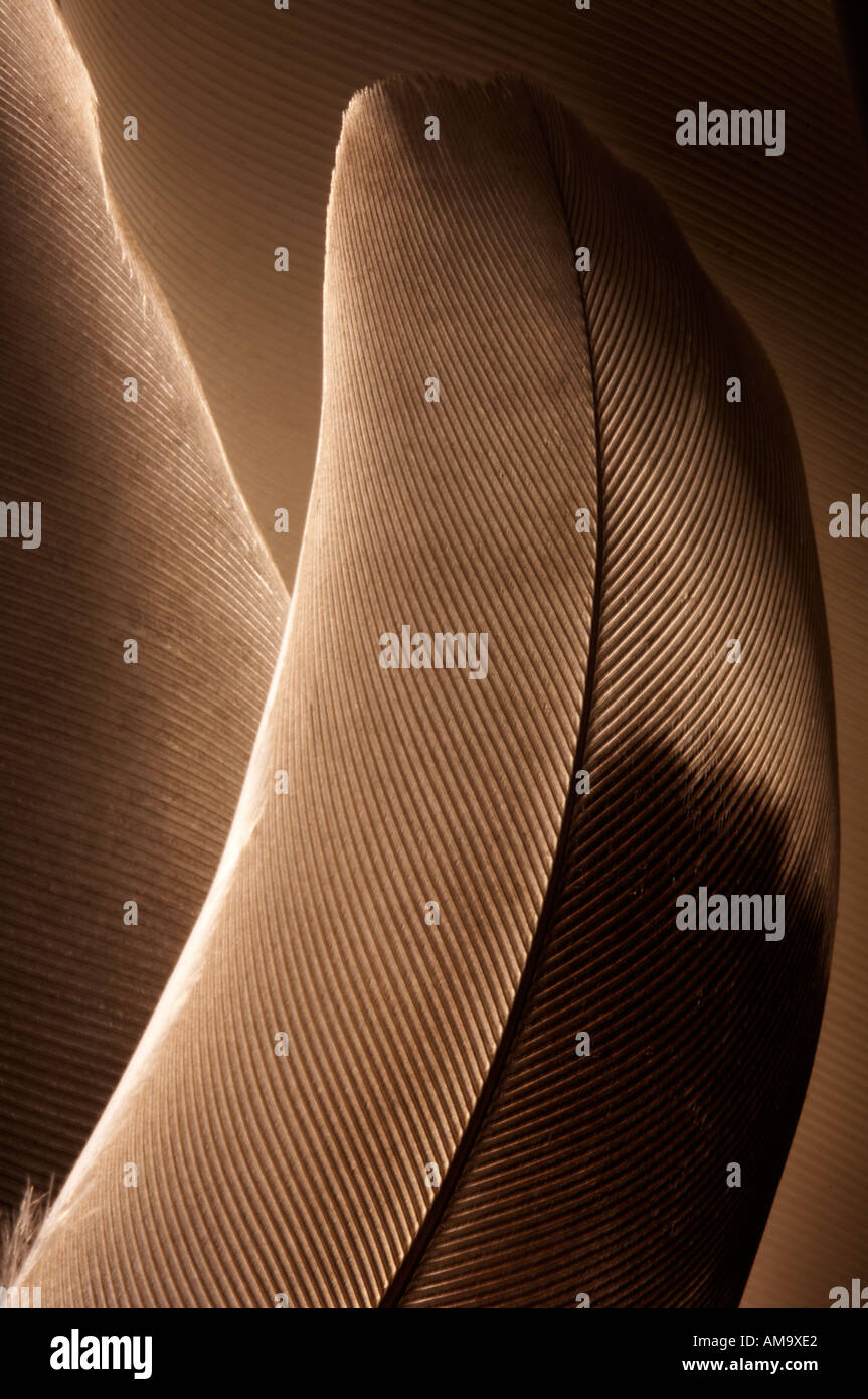 pigeon feathers overlapping each other Stock Photo - Alamy
