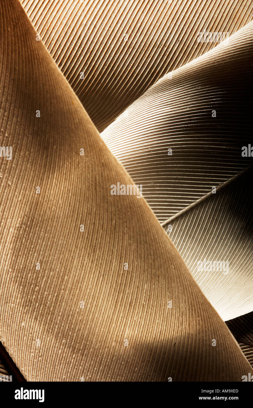 pigeon feathers overlapping each other Stock Photo - Alamy