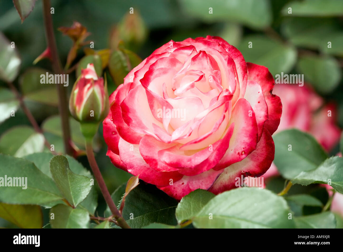 Cherry parfait rose hi-res stock photography and images - Alamy
