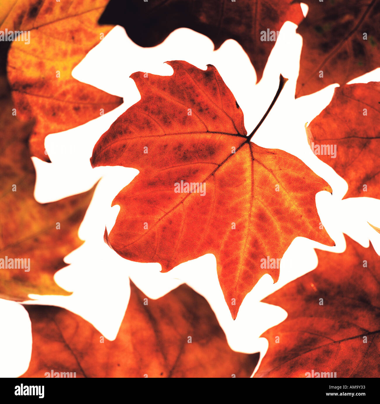 London plain tree leaf hi-res stock photography and images - Alamy