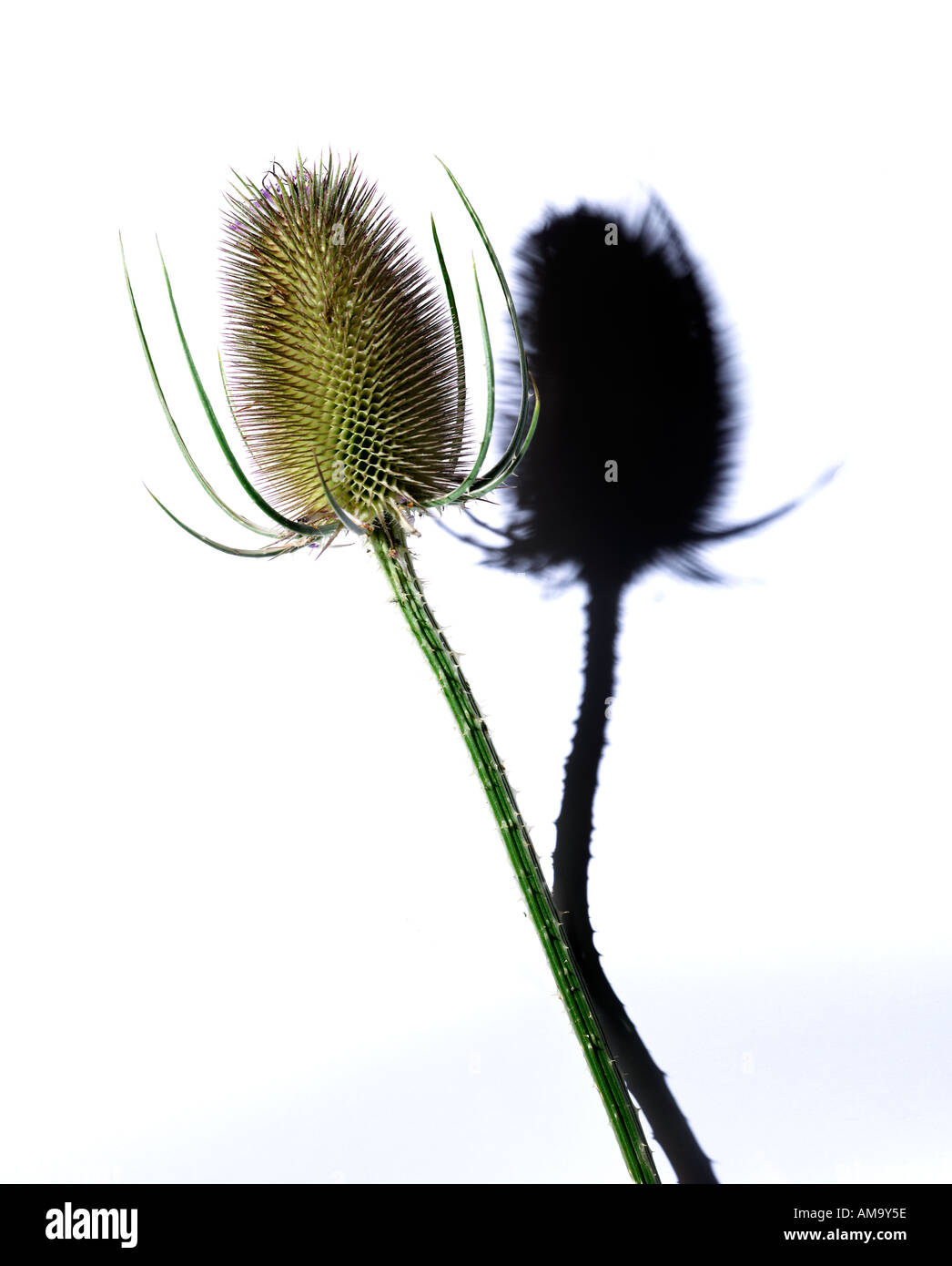 large thistle with a shadow against a white background Stock Photo - Alamy