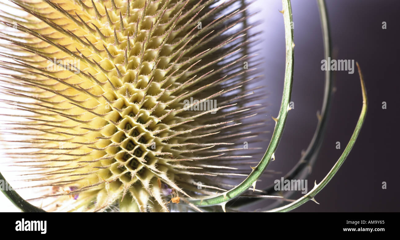 Large thistle hi-res stock photography and images - Alamy