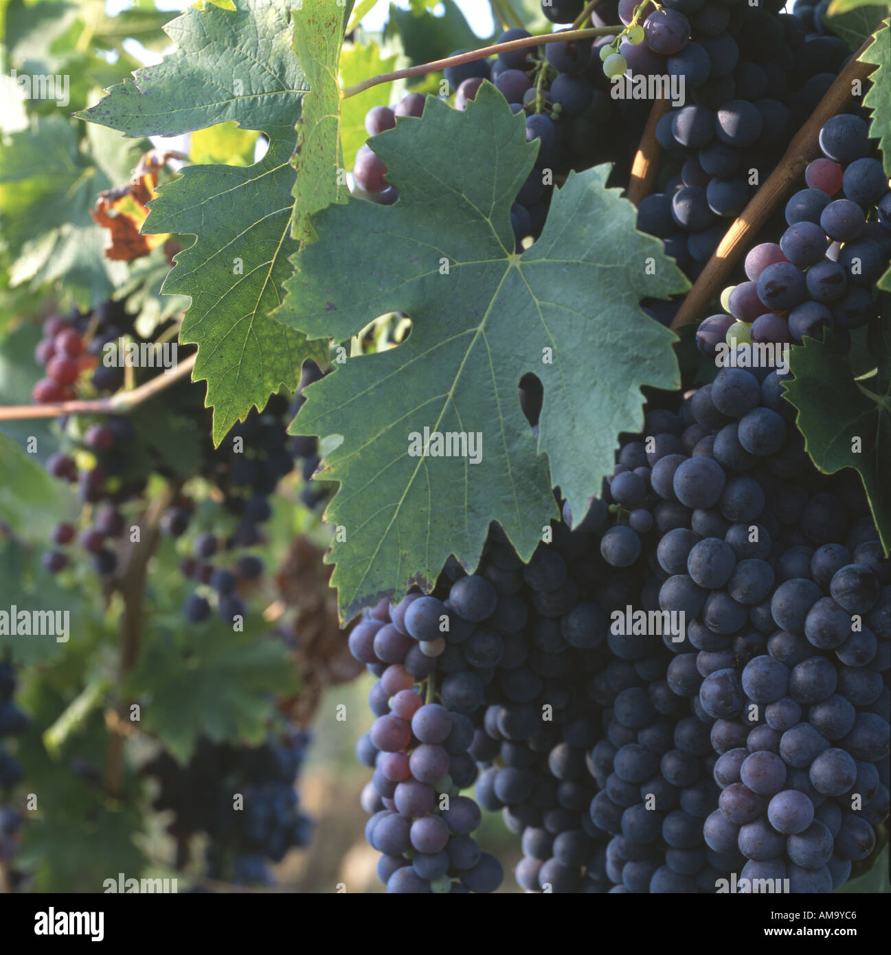 red grapes on grape vine fruit of chianti tuscany italy during the ...