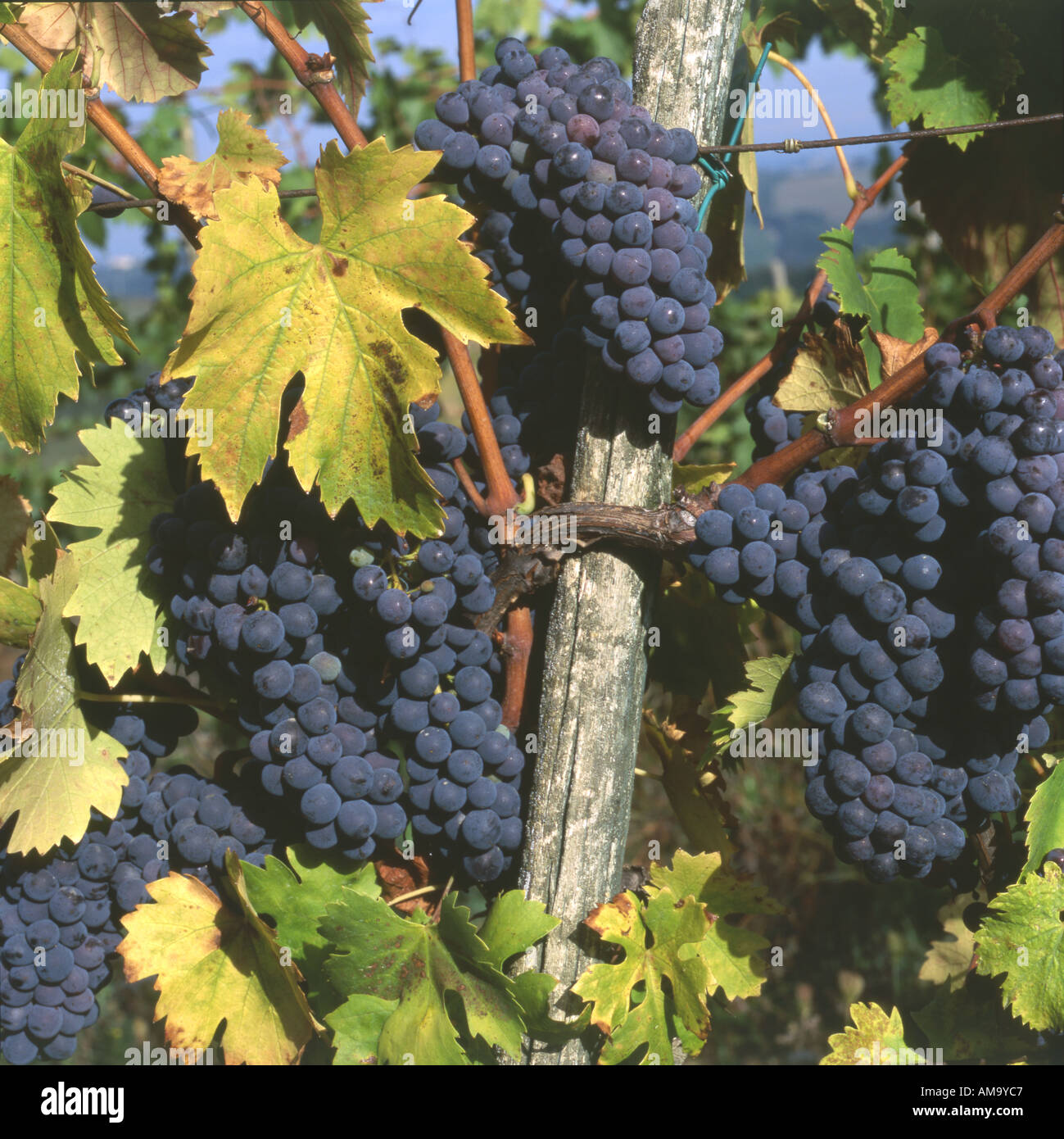 red grapes on grape vine fruit of chianti tuscany italy during the ...
