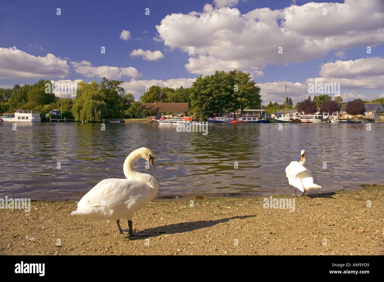 Surrey river hi-res stock photography and images - Alamy