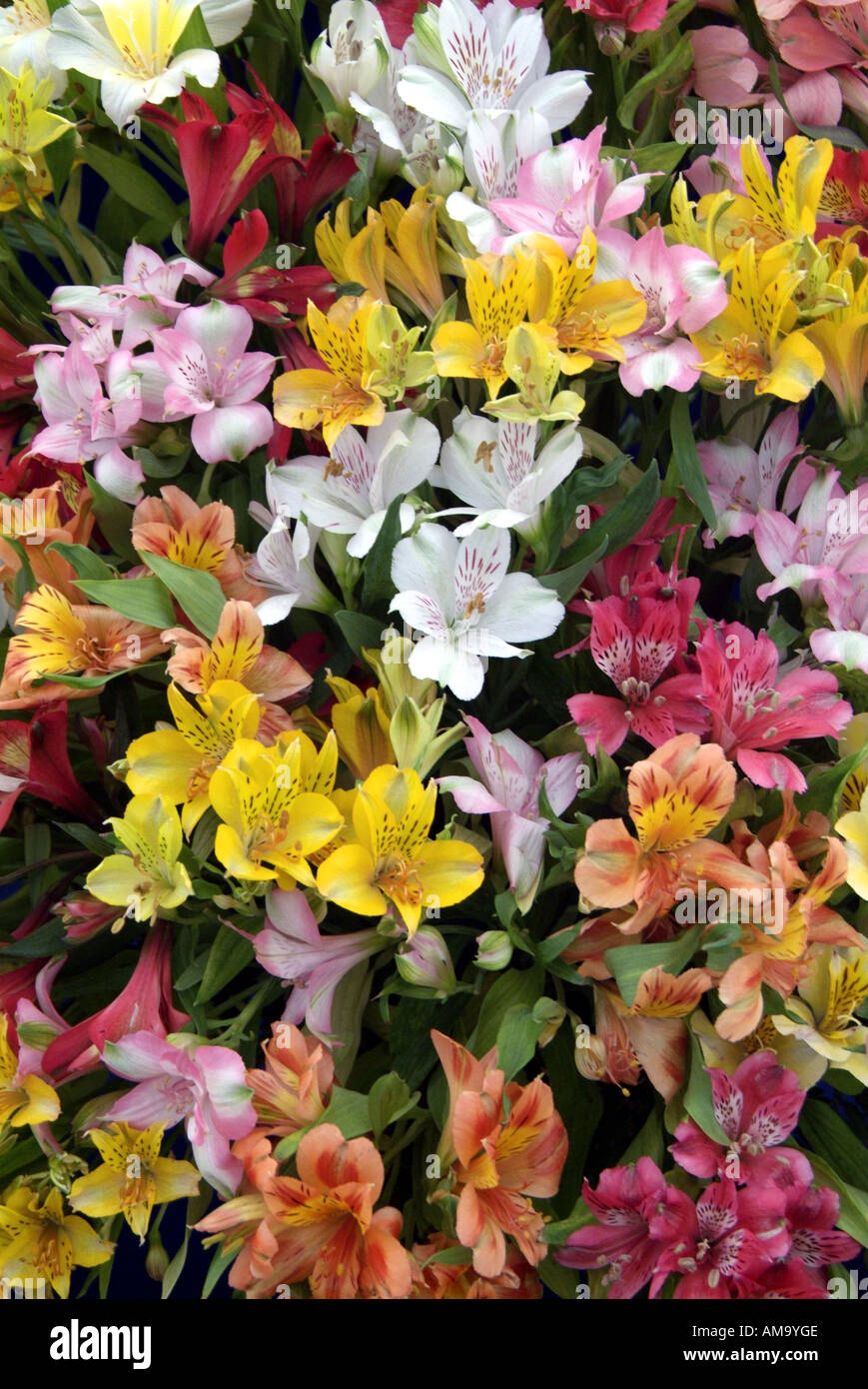 Virginia alstroemeria hi-res stock photography and images - Alamy
