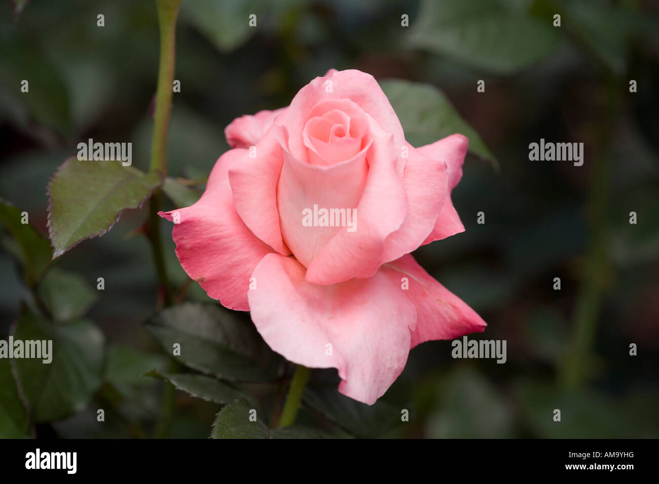 Pink Rose In Raleigh, North Carolina Rose Garden Stock Photo - Alamy
