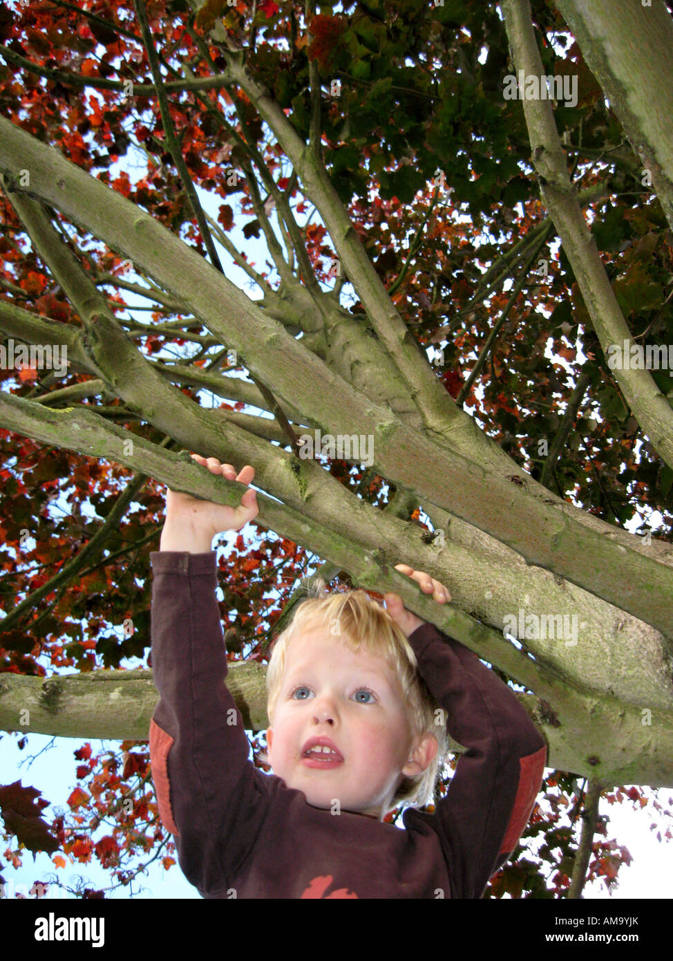 Boy Climbing Tree Stock Photo - Alamy