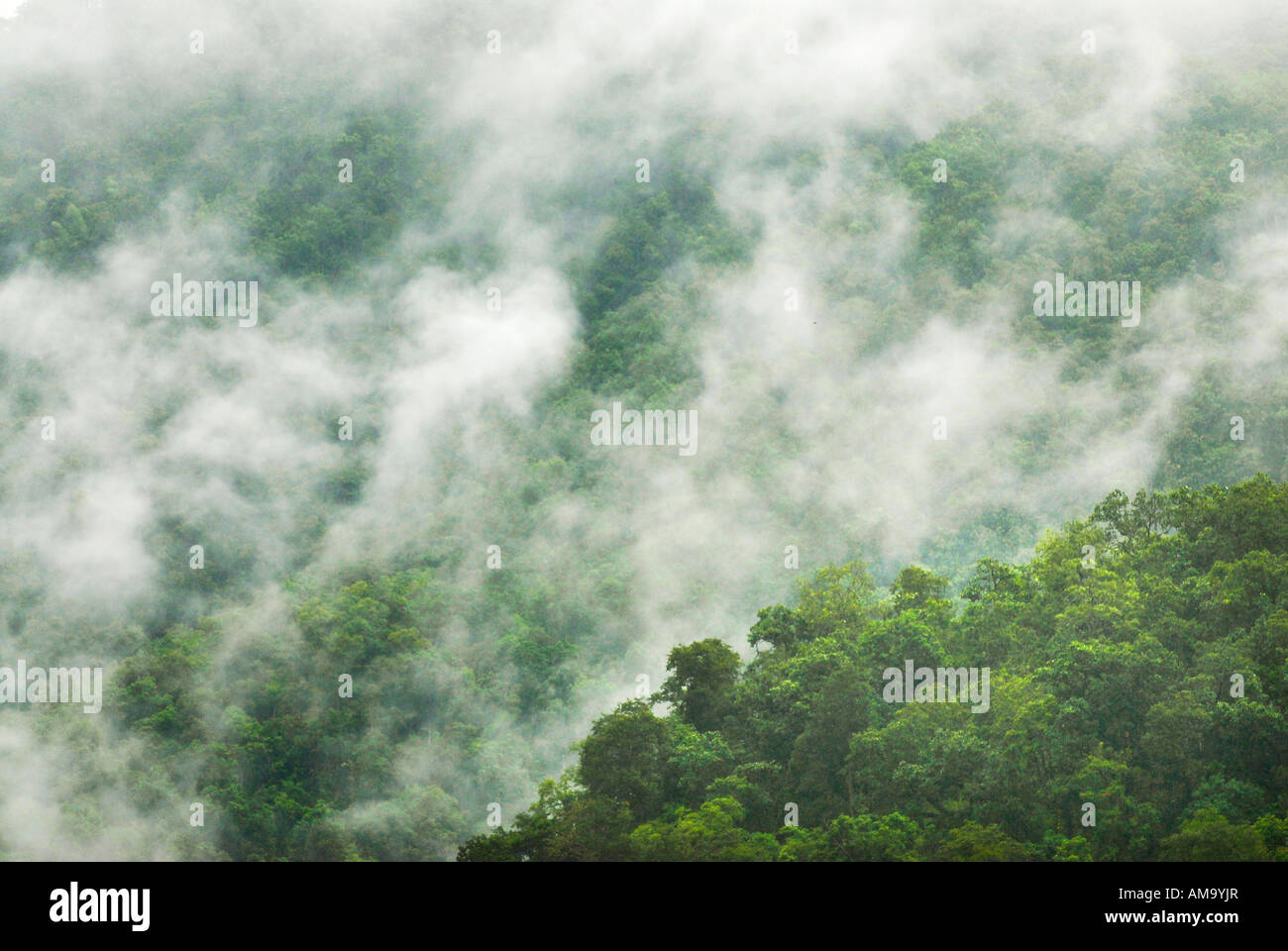 thailand jungle steaming after rain Stock Photo - Alamy