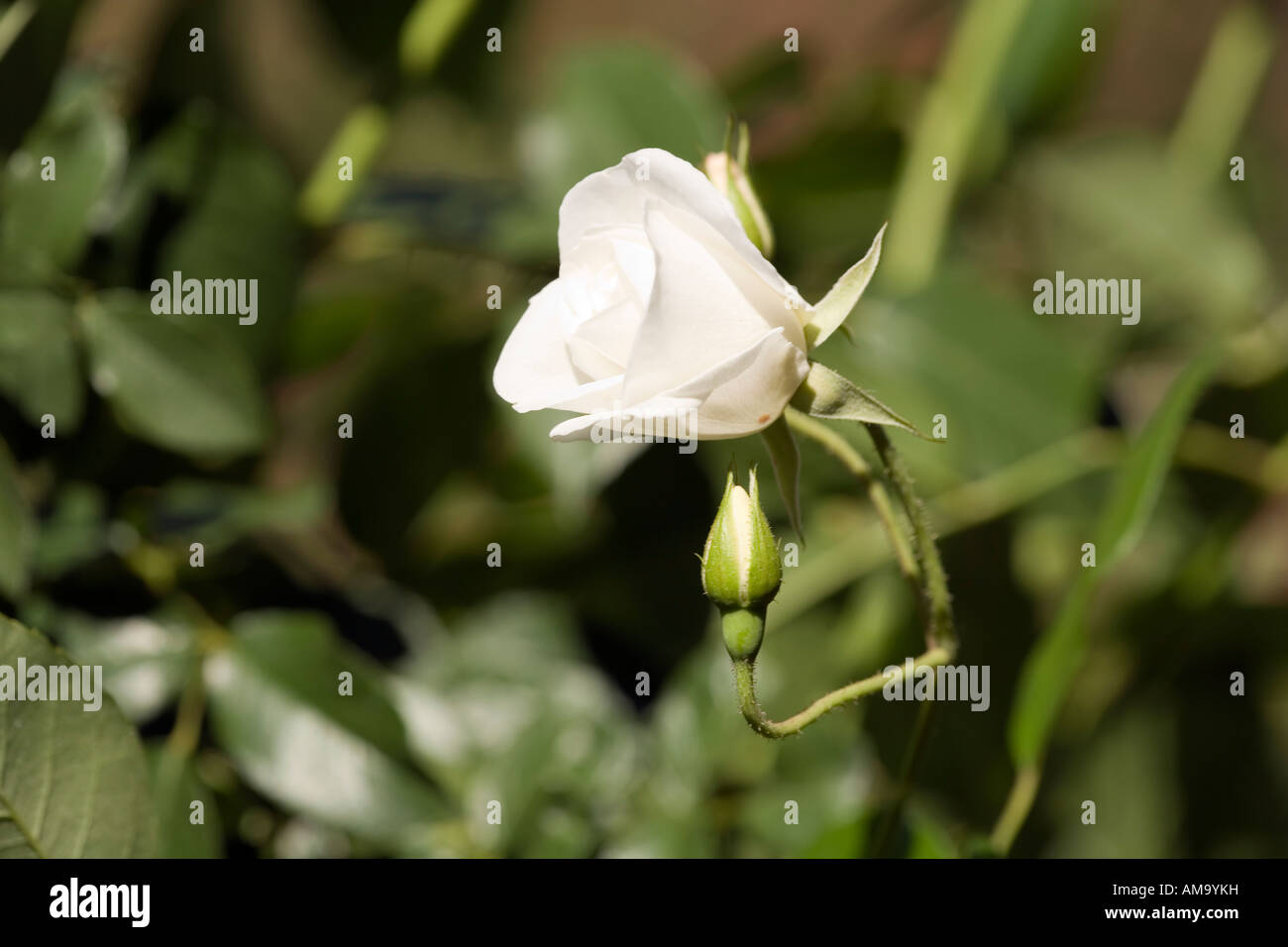 White Rose Bud In Raleigh, North Carolina Rose Garden Stock Photo - Alamy