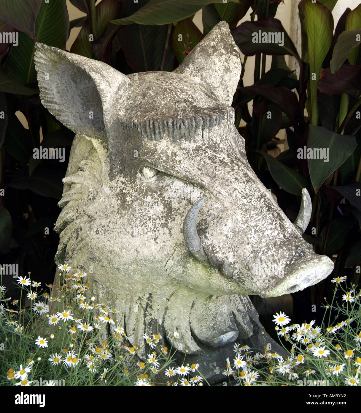Pig boar tusk tusker head snout ear porker pork garden ornament ...