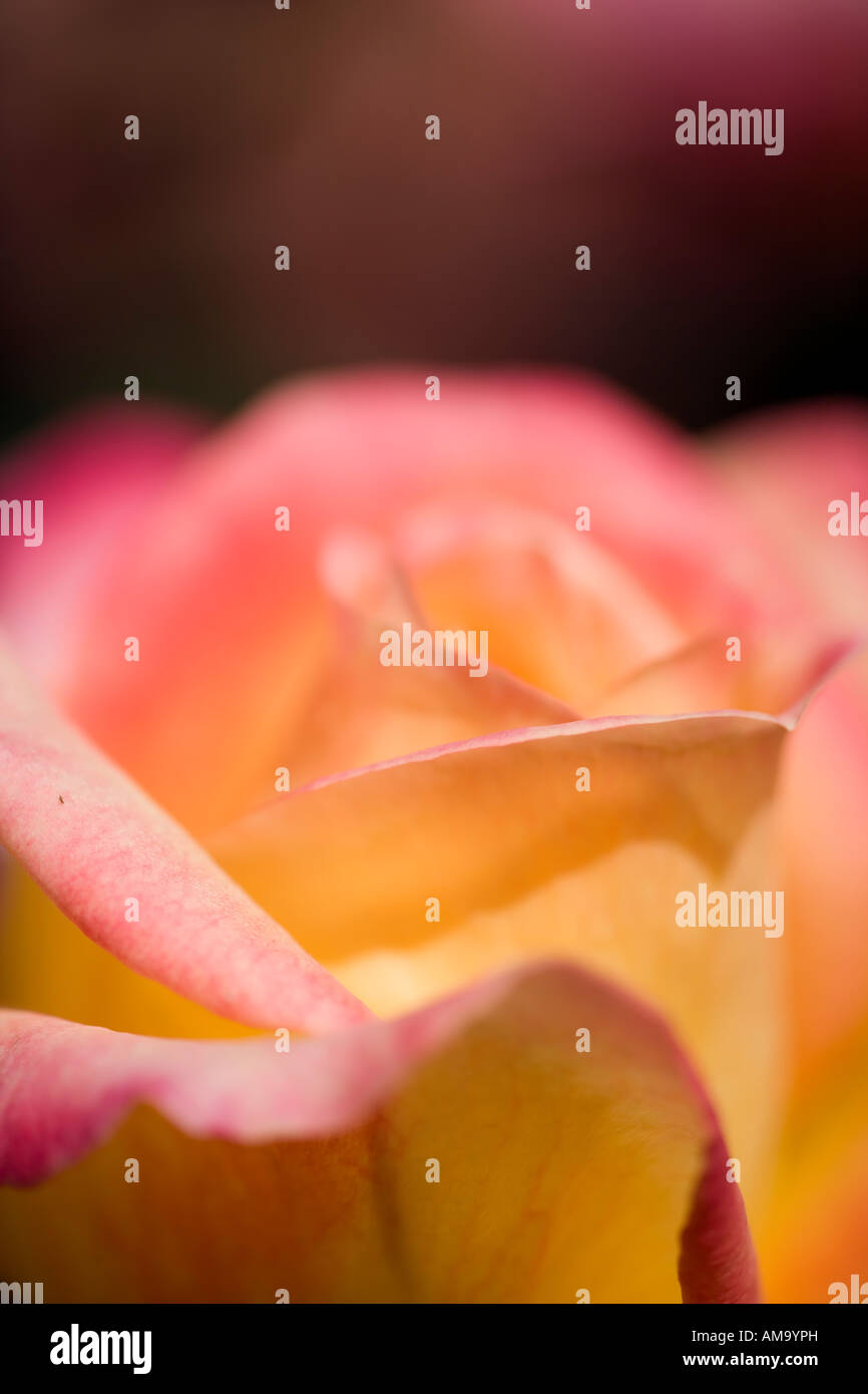 Yellow/Peach Rose (Love and Peace) In Raleigh, North Carolina Rose ...