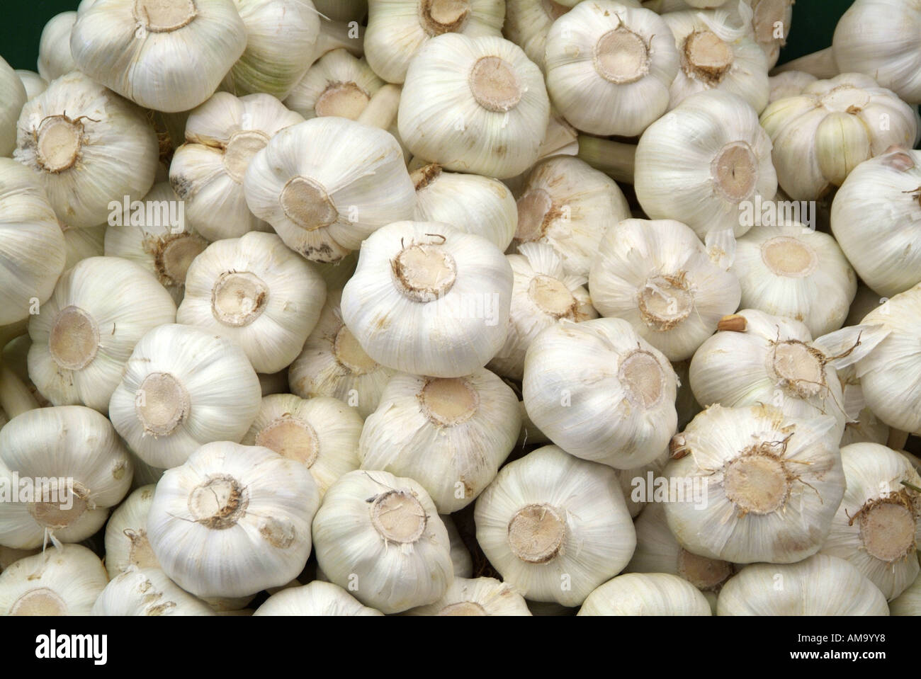 fresh garlic onion cleaned and trimmed white studio background Stock ...
