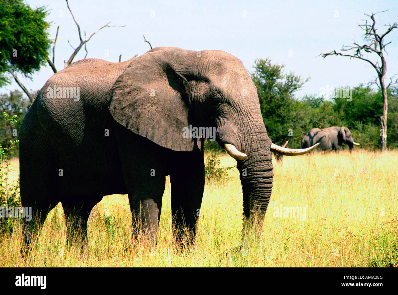 Wildlife, Elephant, Botswana, Africa, Okavango delta Stock Photo - Alamy
