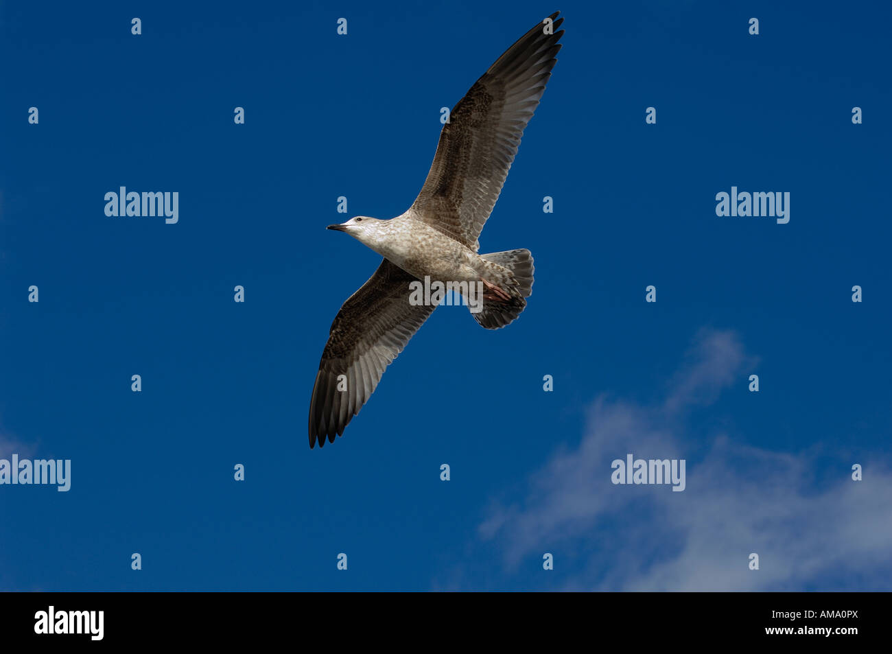 seagull hovering in wind waiting for food blackpool lancs england uk ...