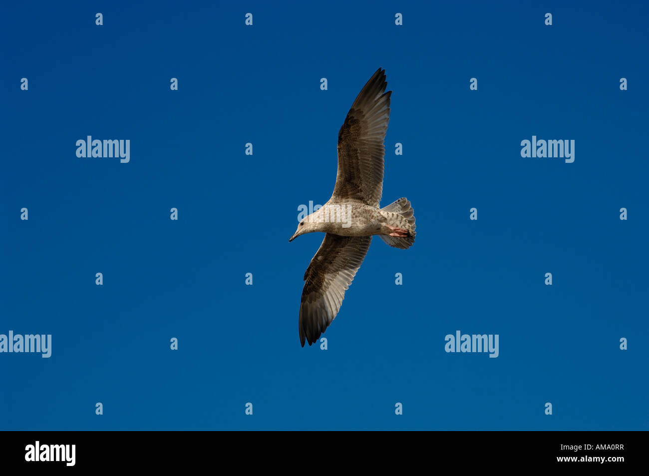 seagull hovering in sky on strong wind blackpool lancashire england uk ...