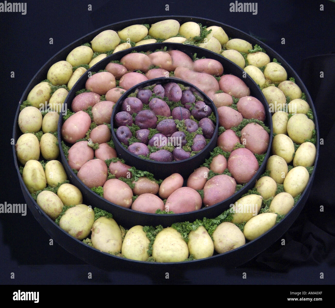 Potato circular arrangement various varieties show showing round ...