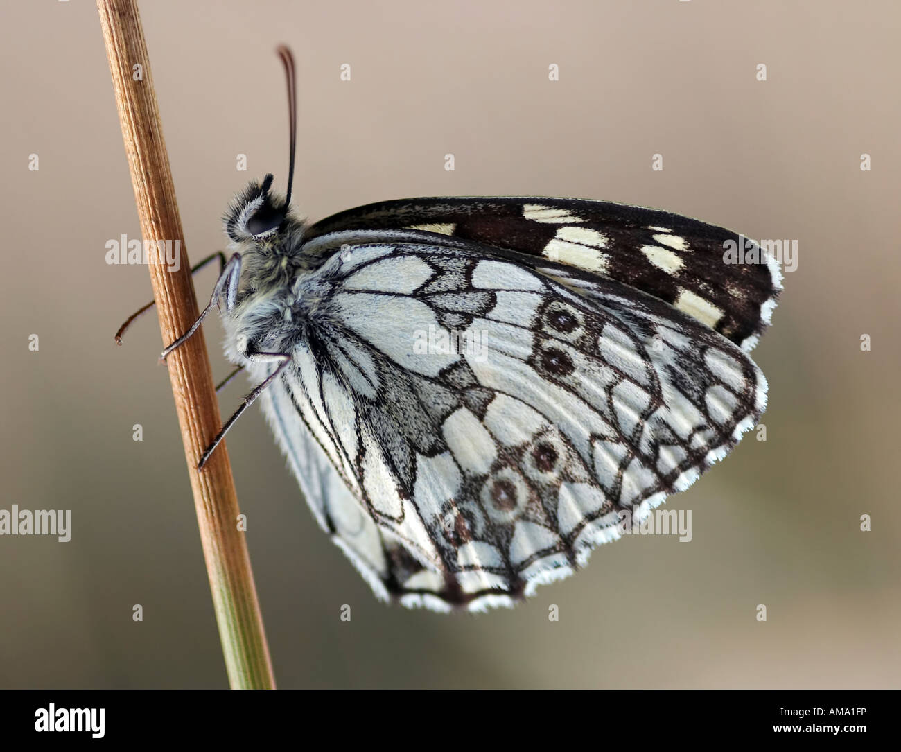 Satyrid butterfly hi-res stock photography and images - Alamy