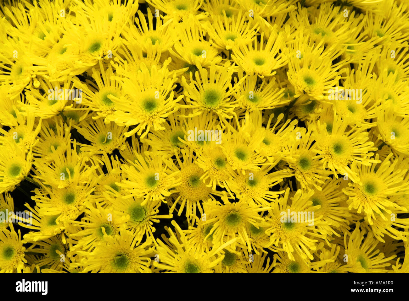 Spray Of Pompon Chrysanthemum