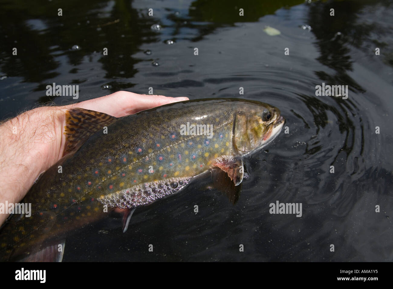Fish brook valley hi-res stock photography and images - Alamy