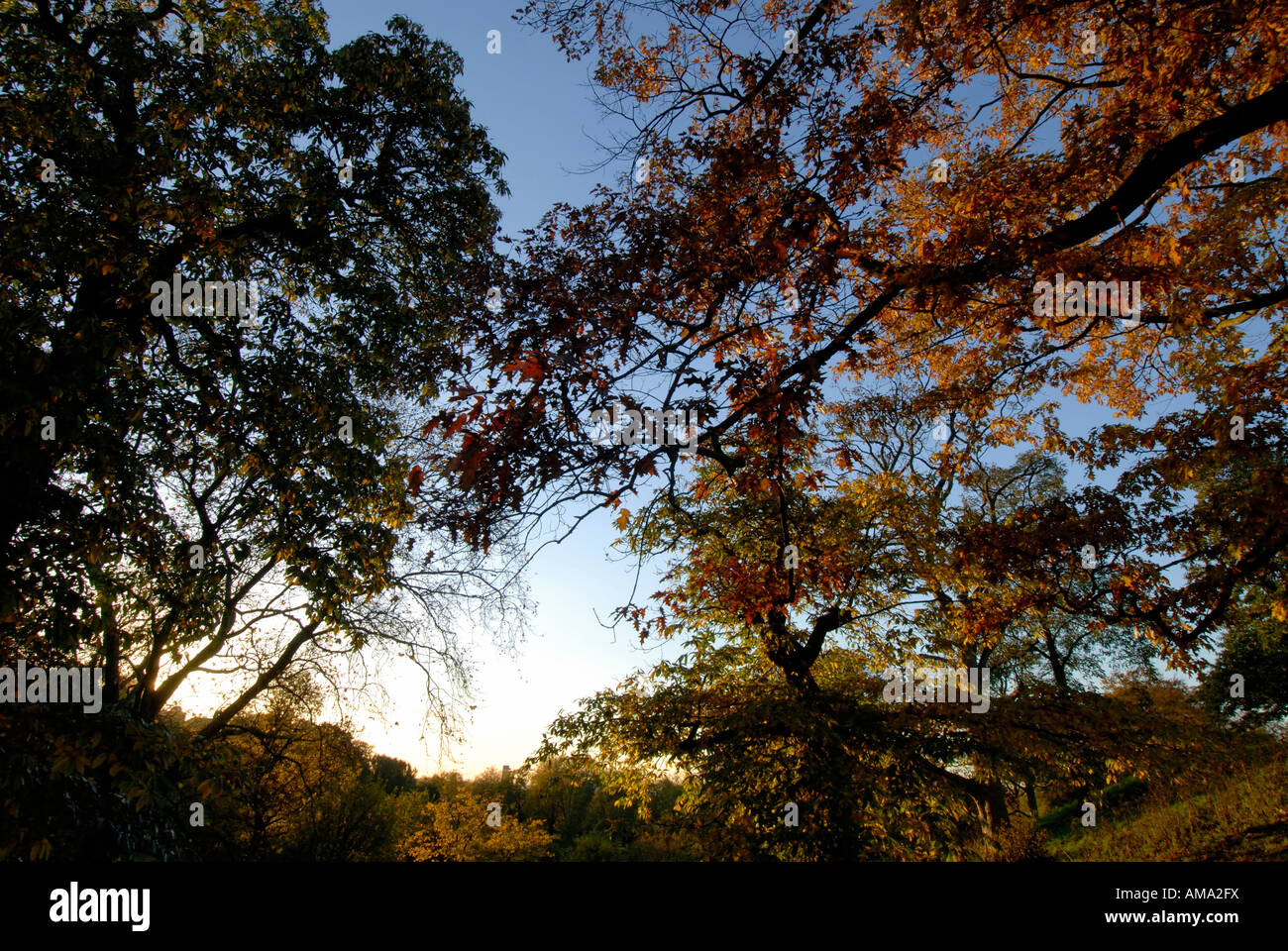Autumn Leaves in Greenwich Stock Photo - Alamy