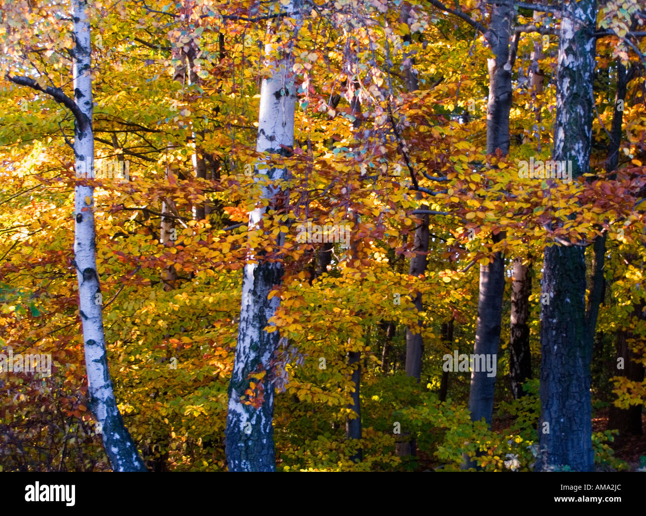 Fall birch tree hi-res stock photography and images - Alamy