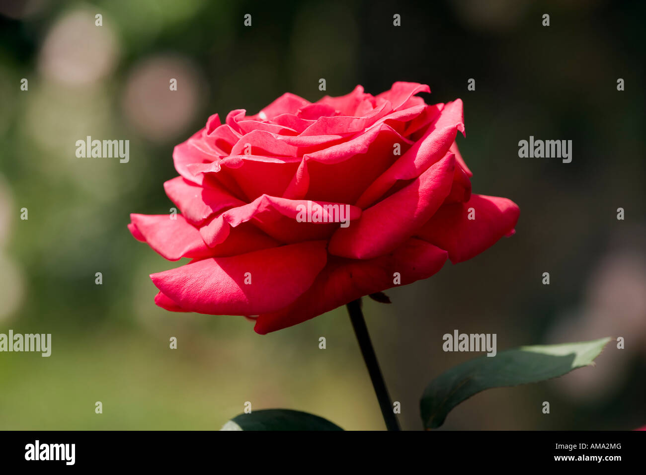 Red Rose (Mr. Lincoln) In Raleigh, North Carolina Rose Garden Stock ...