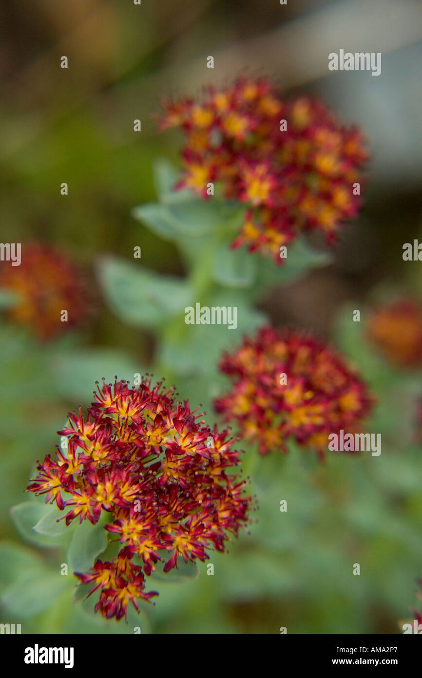 Rose Root Sedum integrifolium an alpine wildflower Stock Photo - Alamy