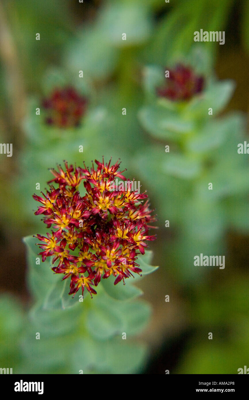 Rose Root Sedum integrifolium an alpine wildflower Stock Photo - Alamy