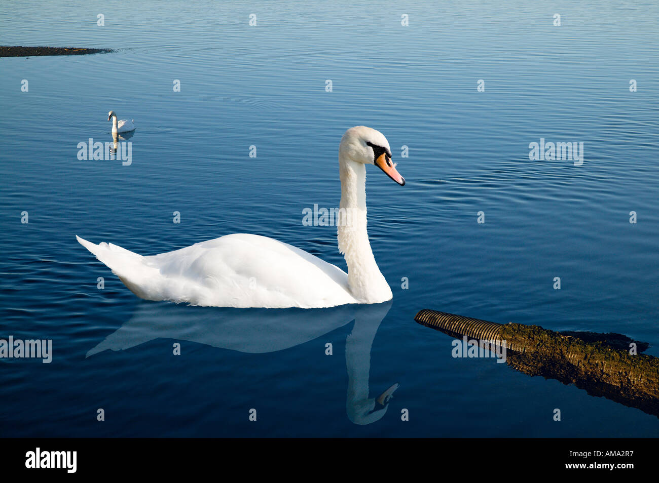 Swan pipe hi-res stock photography and images - Alamy