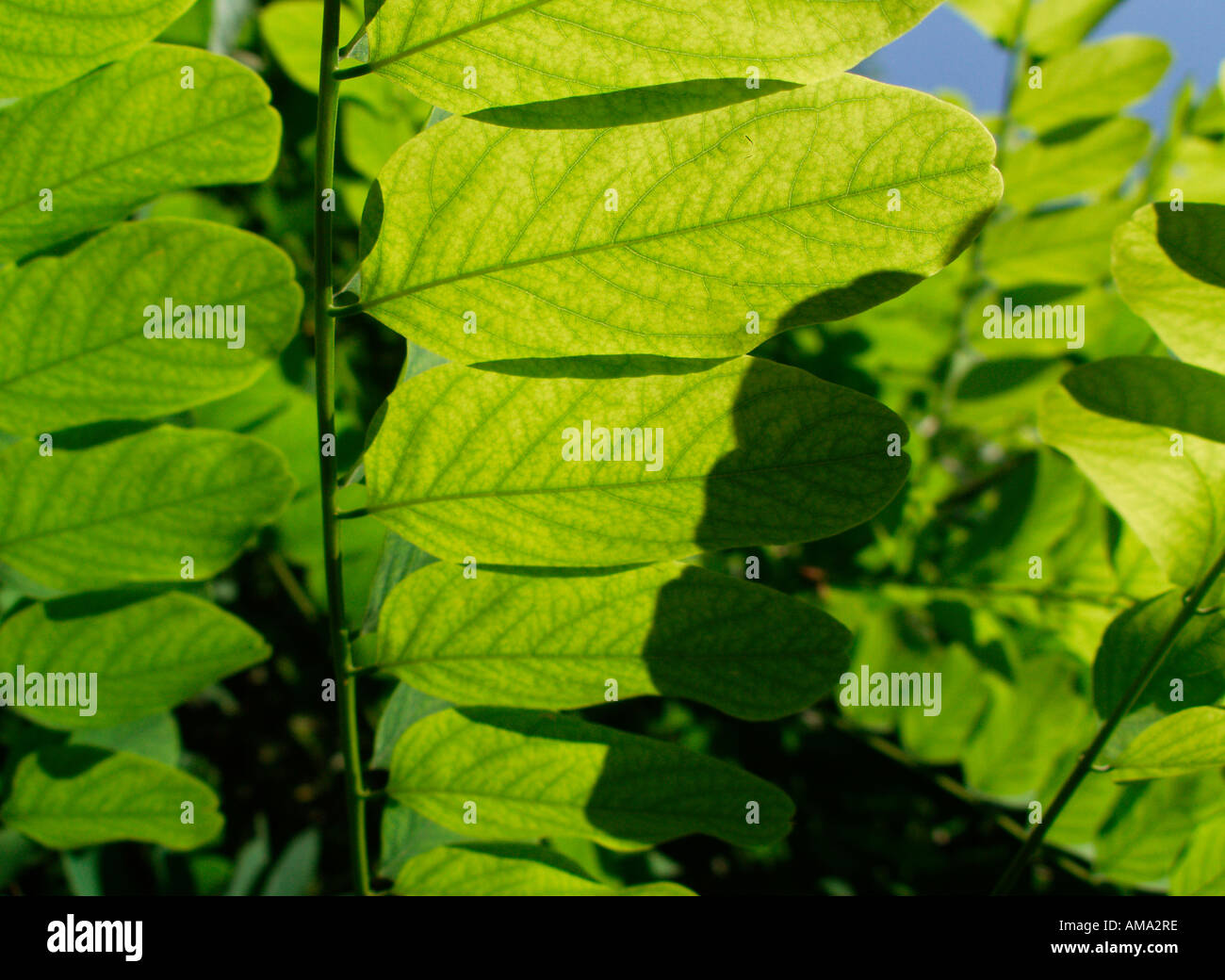 Leaves in light concept Stock Photo - Alamy