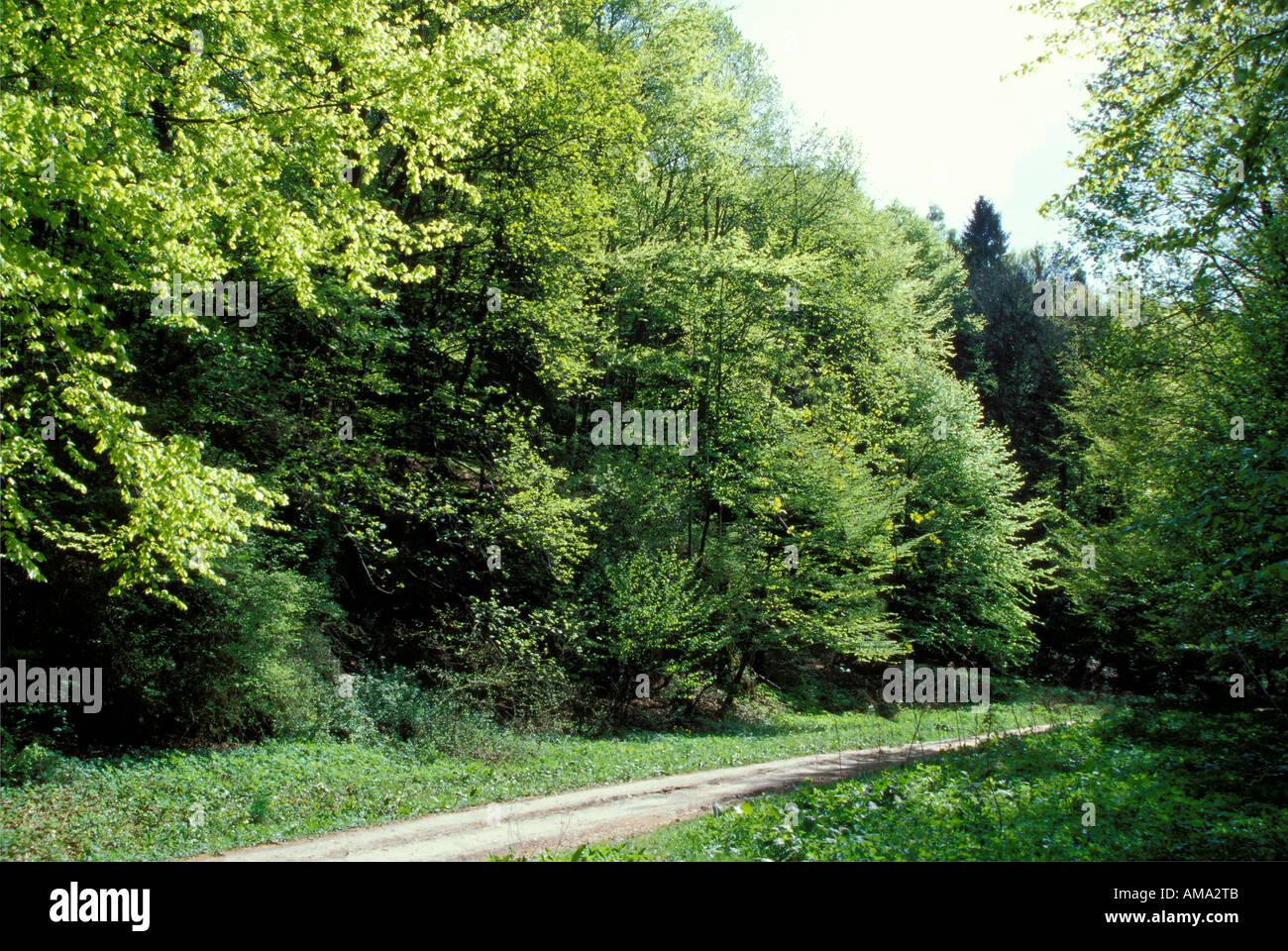 Road at spring Stock Photo - Alamy