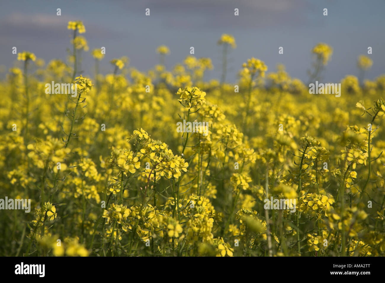 Field of mustard flower hi-res stock photography and images - Alamy