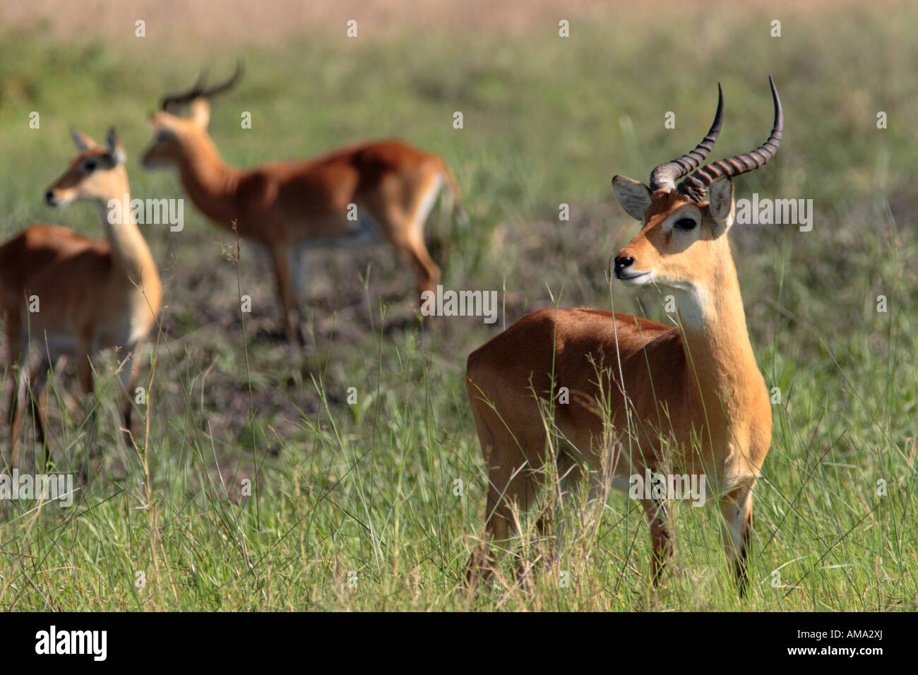 Kob, National Animal of Uganda, Kobus kob thomasi Stock Photo - Alamy