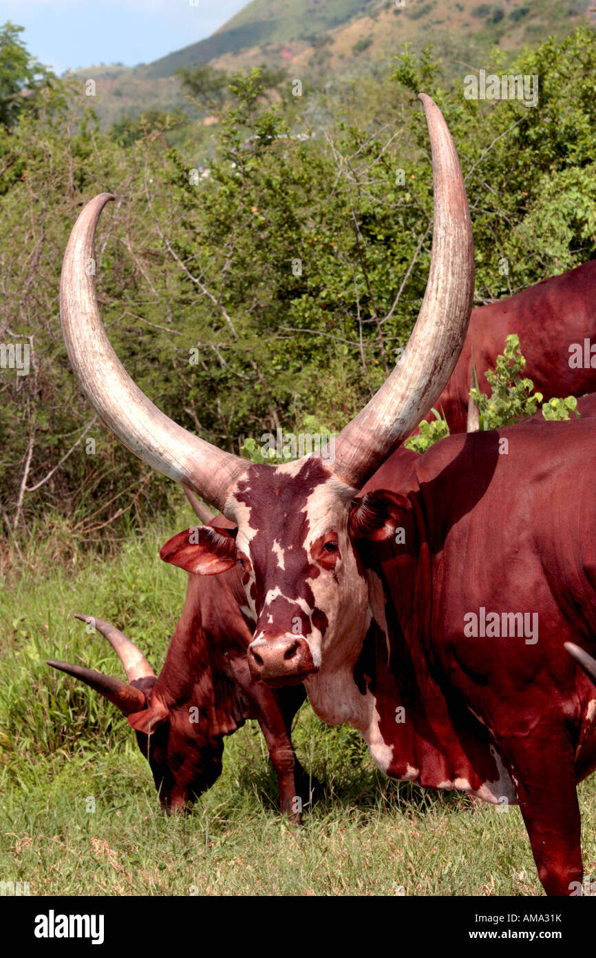 Bahima hi-res stock photography and images - Alamy