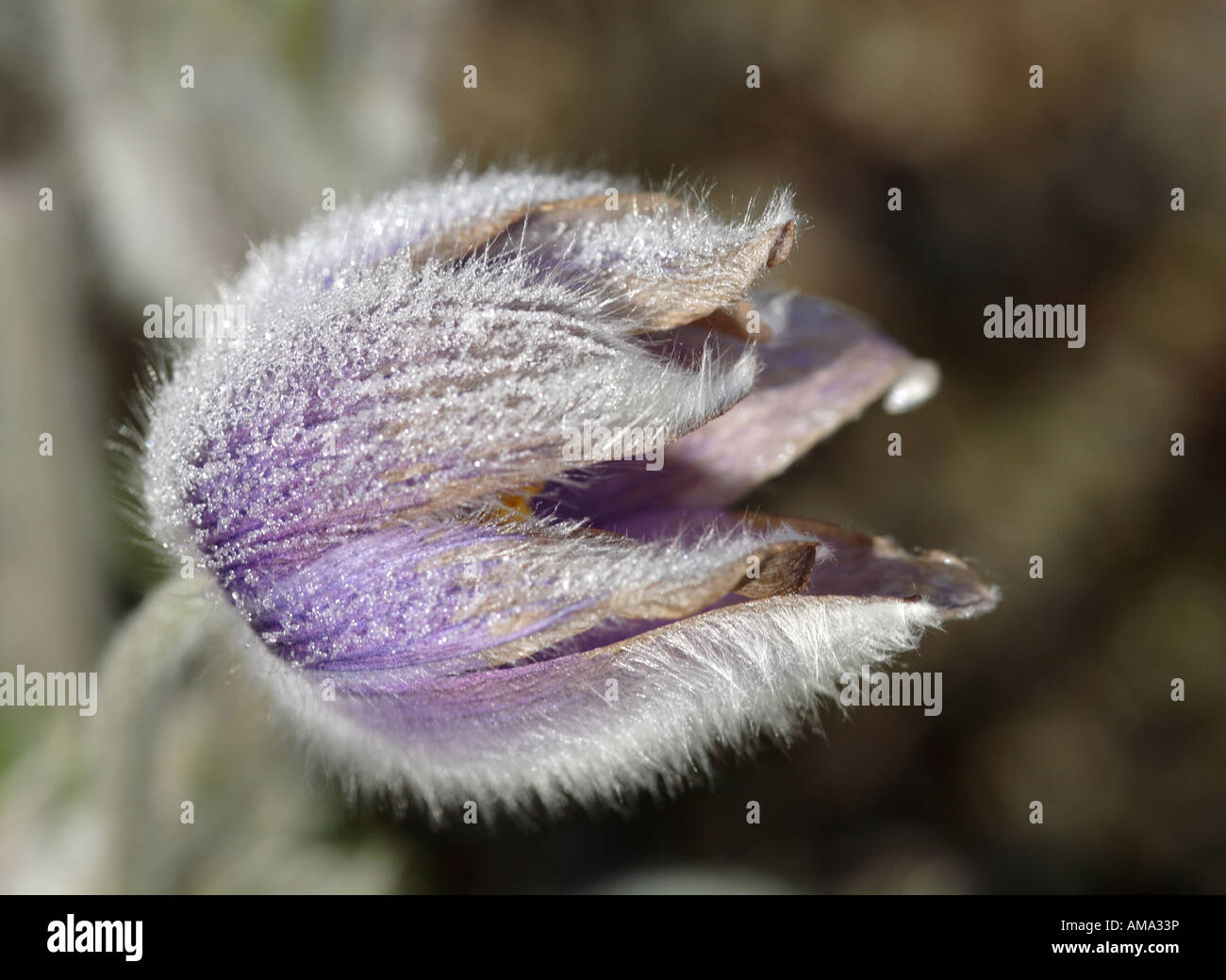 Beautiful hairy plant pulsatilla hi-res stock photography and images ...